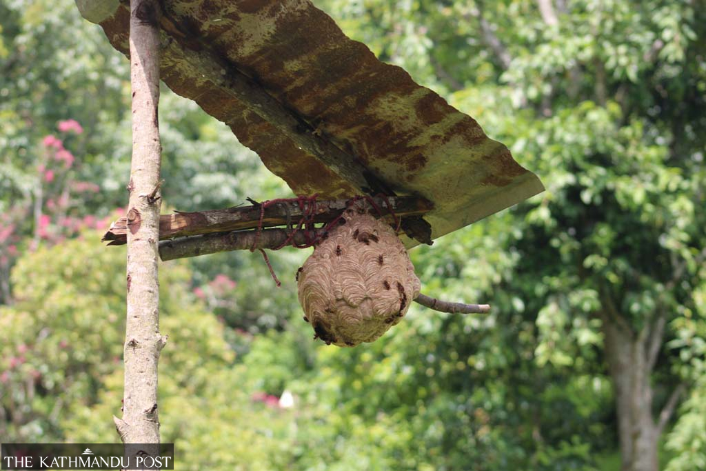 Gorkha villages are buzzing with hornet farming