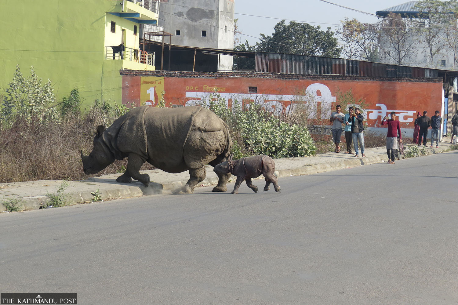 Chitwan rhinos are straying out of jungle more frequently