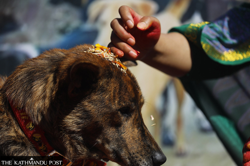 Kukur Tihar, Laxmi puja being observed today