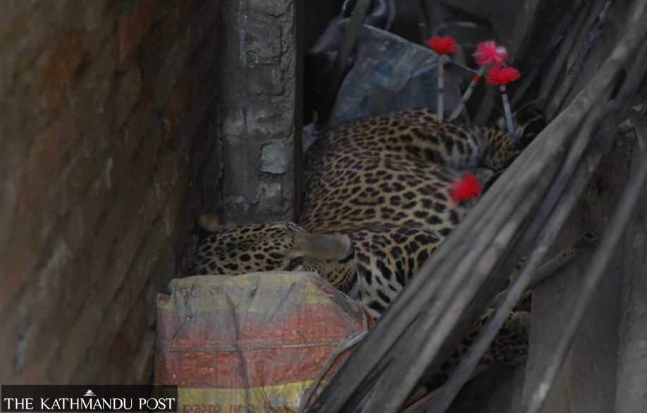 Two injured in leopard attack in Bhaktapur