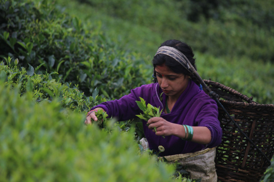 Taking Nepali tea to the world
