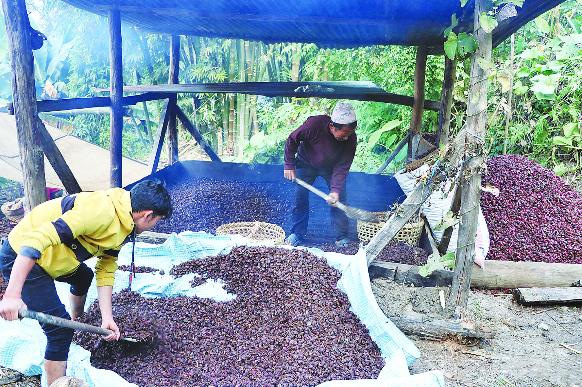 Soaring demand and falling yields propel large cardamom price to double