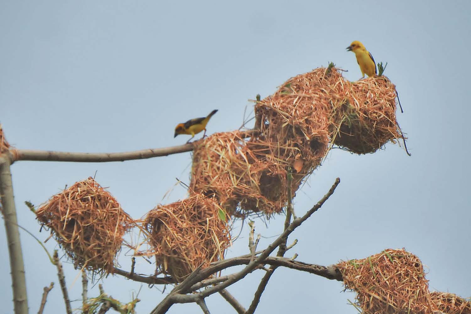 Conservationists report a fall in Finn’s weaver numbers in Shuklaphanta