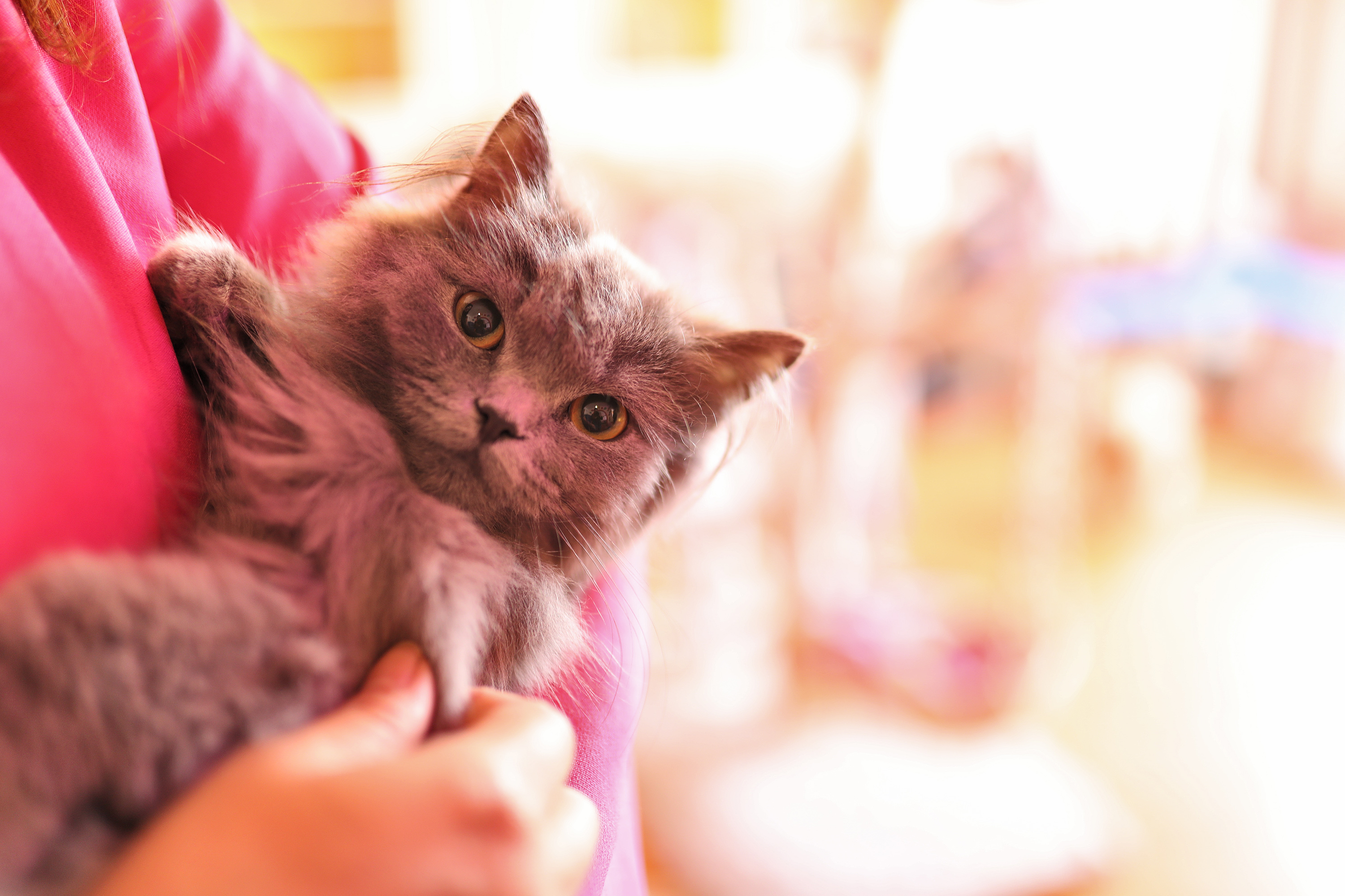 A ‘purr-fect’ way to spend your time