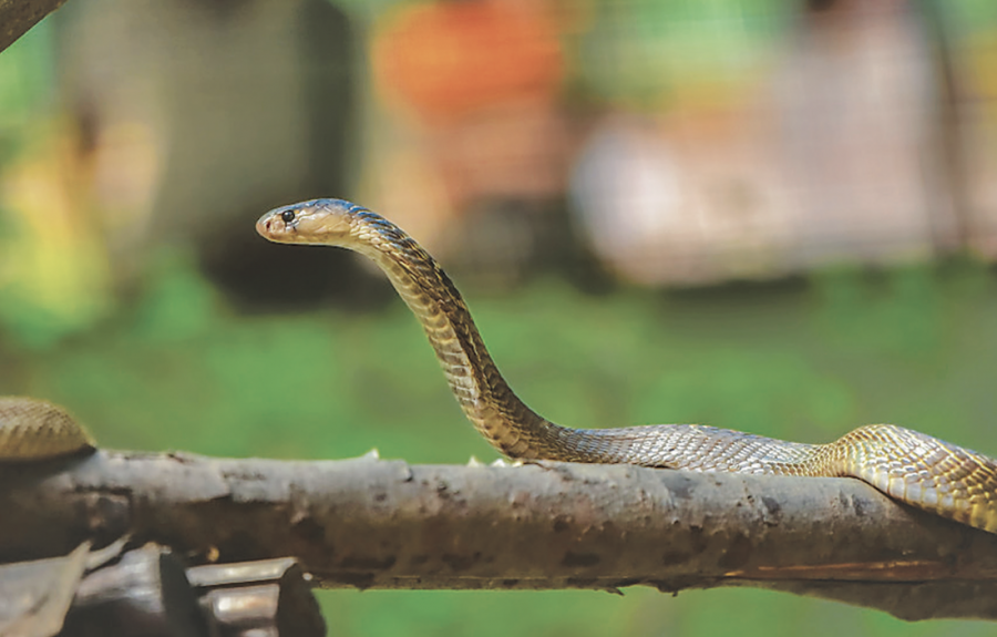 With hotter days and approaching monsoon, snakebite incidents on rise