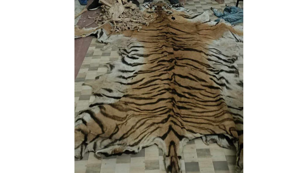 Tiger hide and bones seized