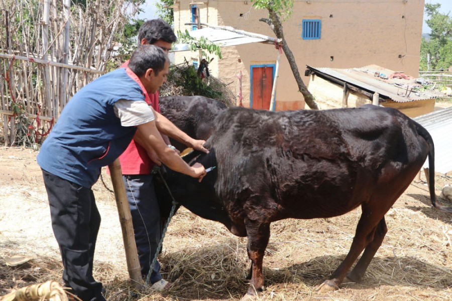 Over 50,000 animals die of lumpy skin disease in Nepal
