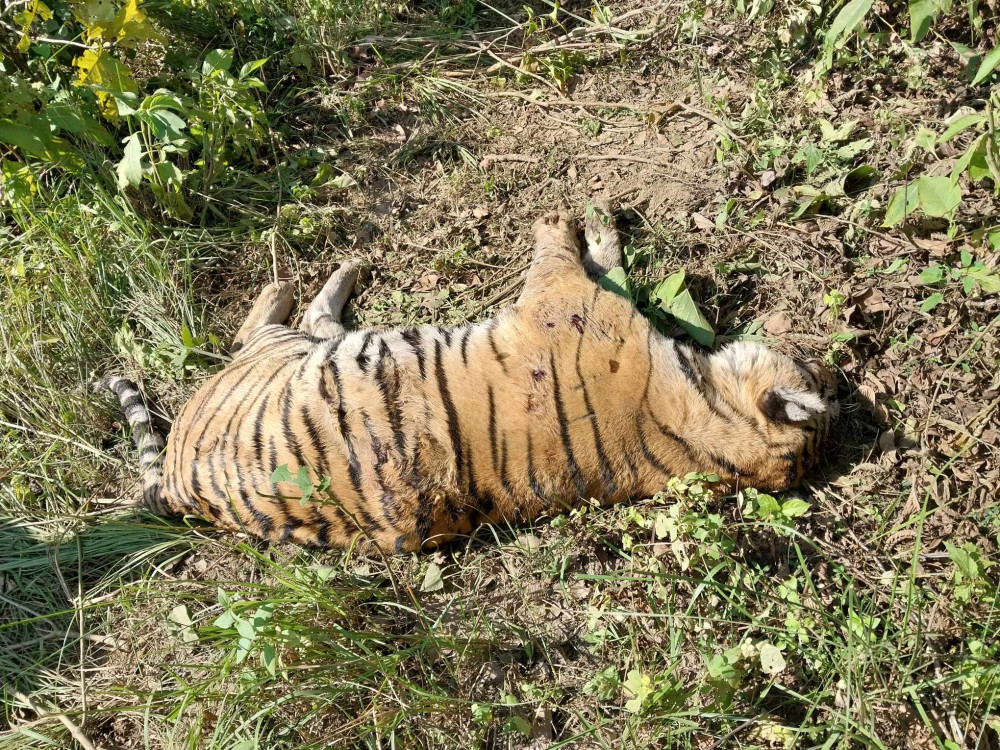 Tiger found dead in Meghauli