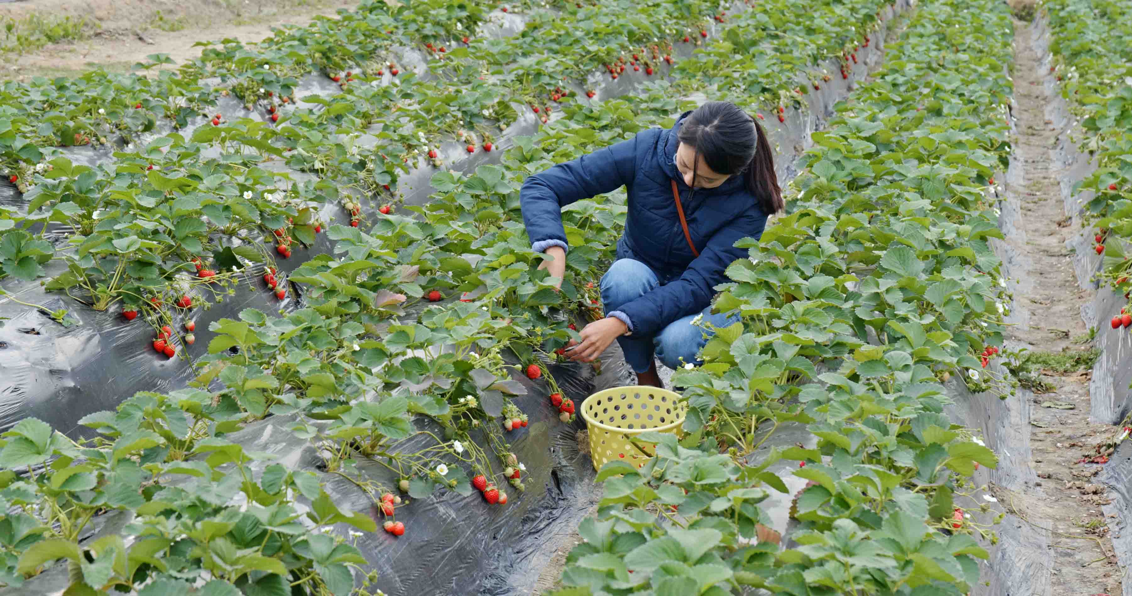 UK May Not Hire Nepali Seasonal Workers This Year UK May Not Hire Nepali Seasonal Workers This Year