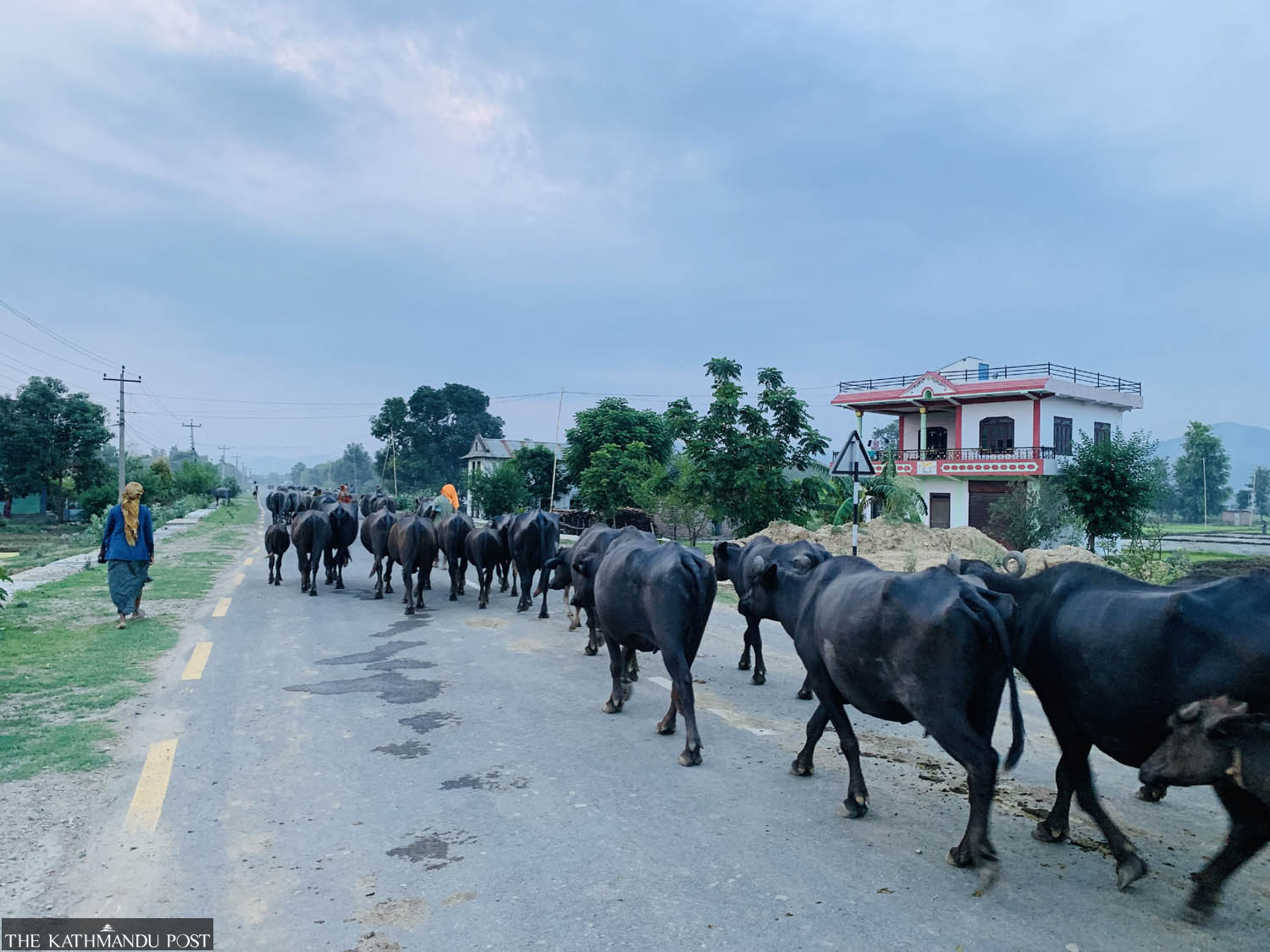 Nepalis look to rear buffaloes after China offers mega meat deal