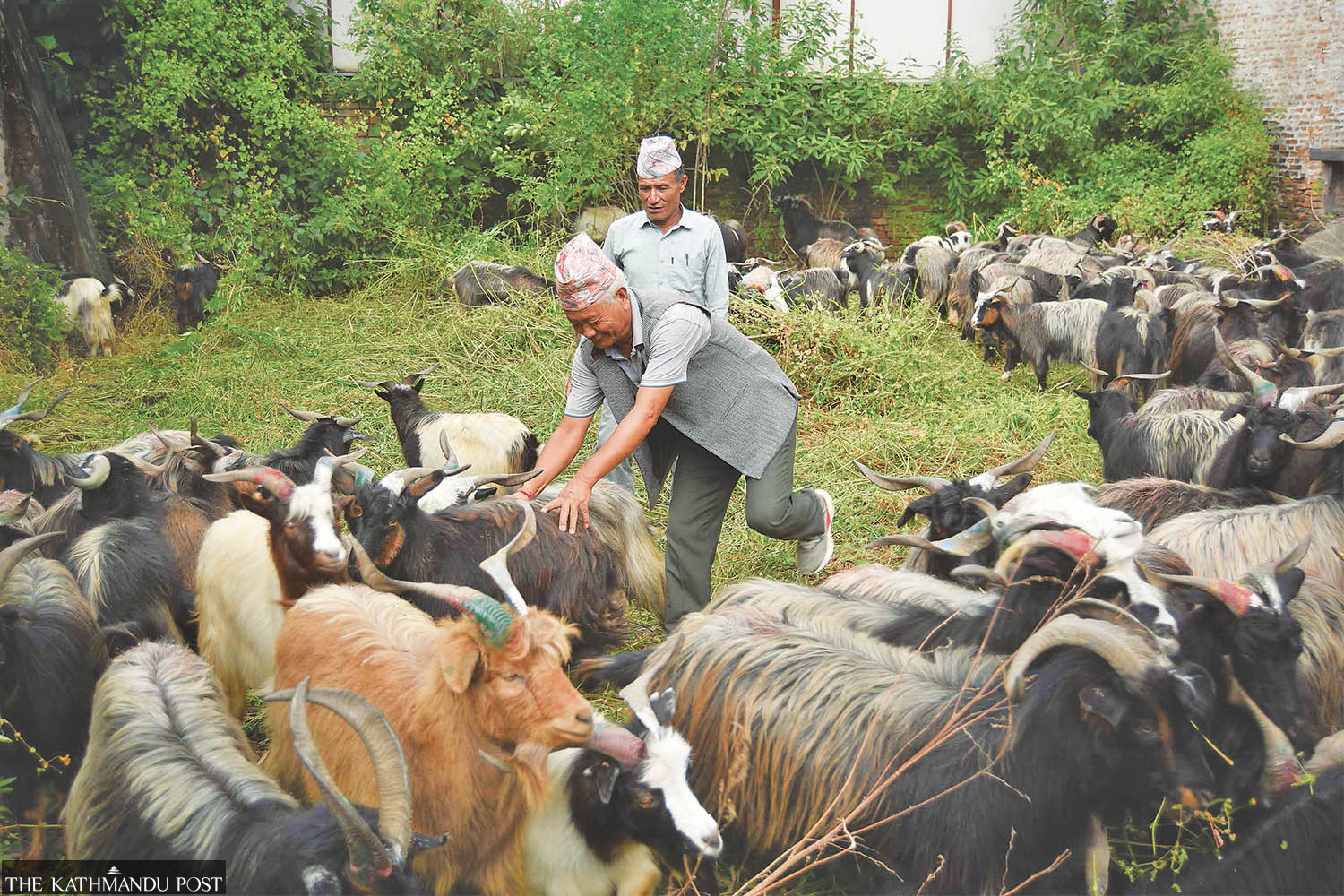Goat demand up in Valley as Dashain travel is curtailed