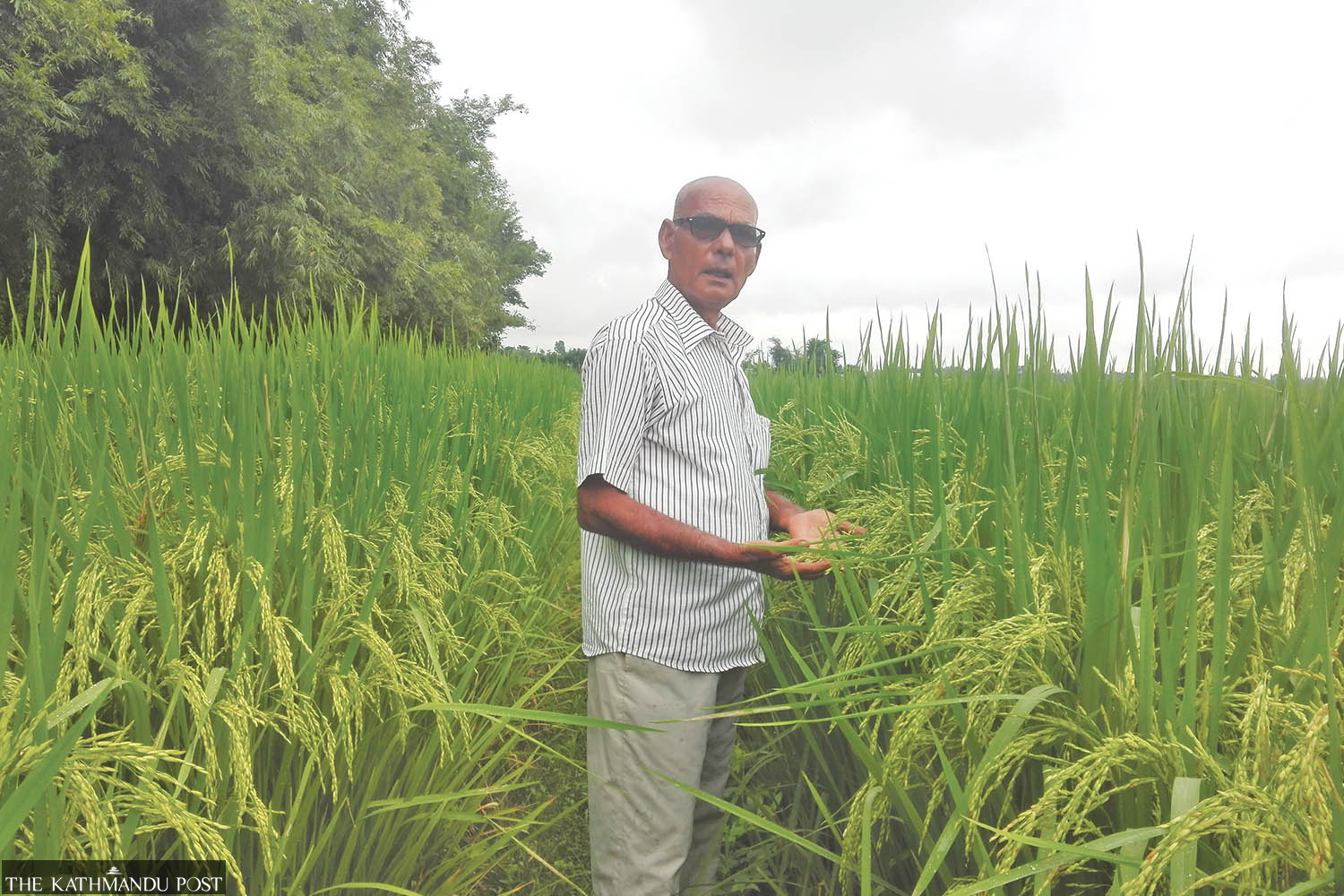 Paddy yield can be predicted two months before harvest