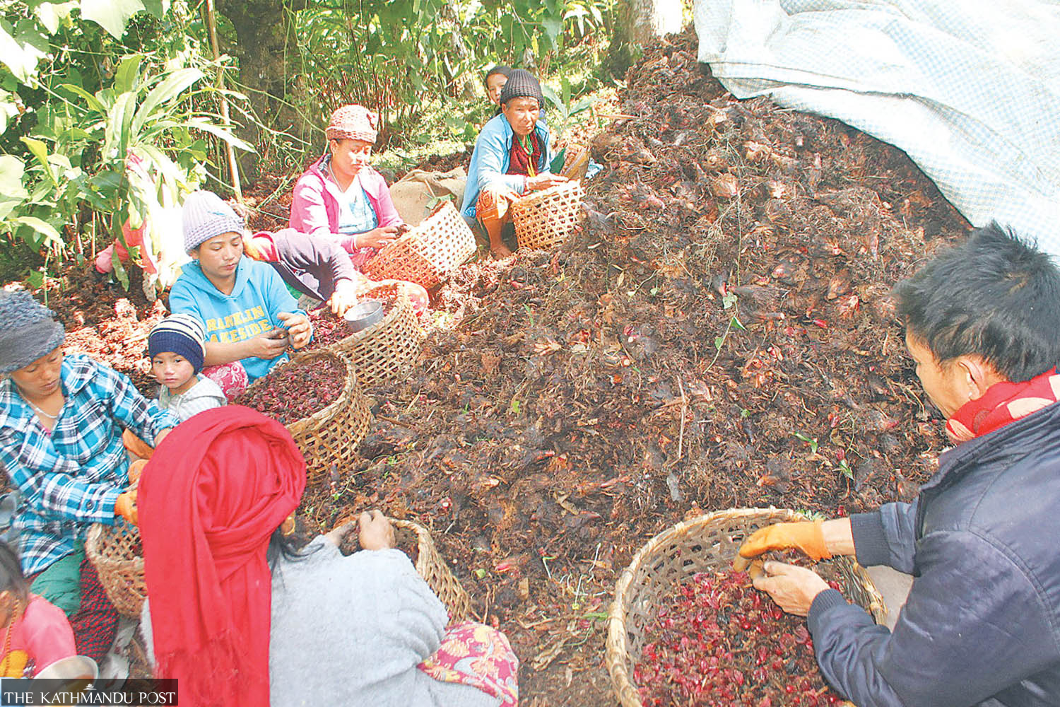 Large cardamom price recovers to Rs2,075 per kg