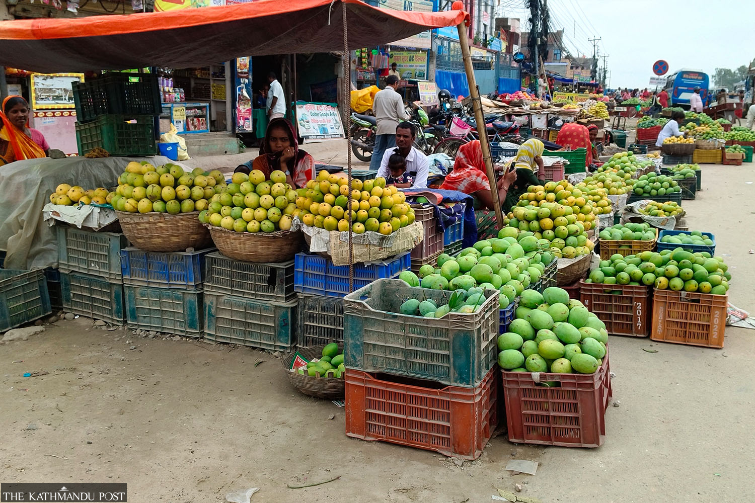 It’s Lahan mango, the brand that brings farmers a good price