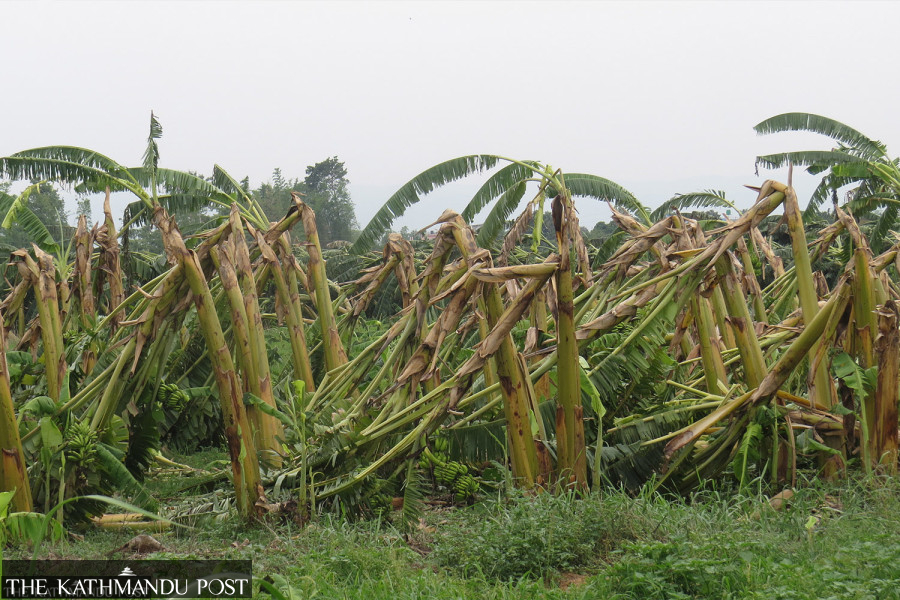 Banana farmers upset over delay in settlement of insurance claims