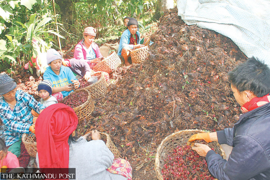 Farmers reap high cardamom prices as festivals near