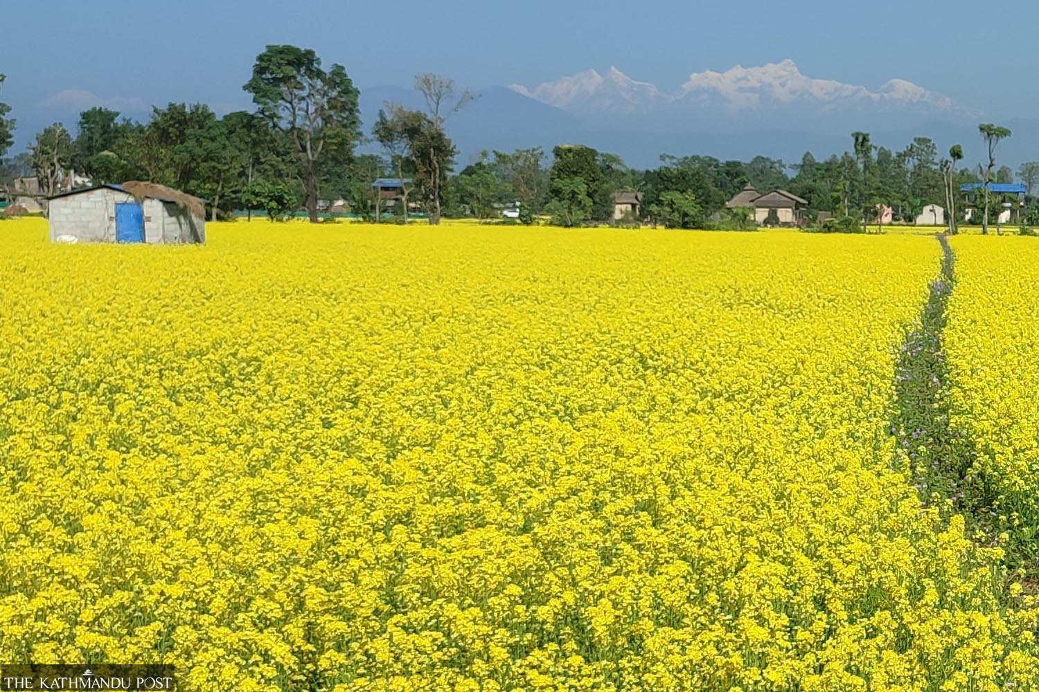 Chitwan fields in yellow bloom as mustard makes a strong comeback