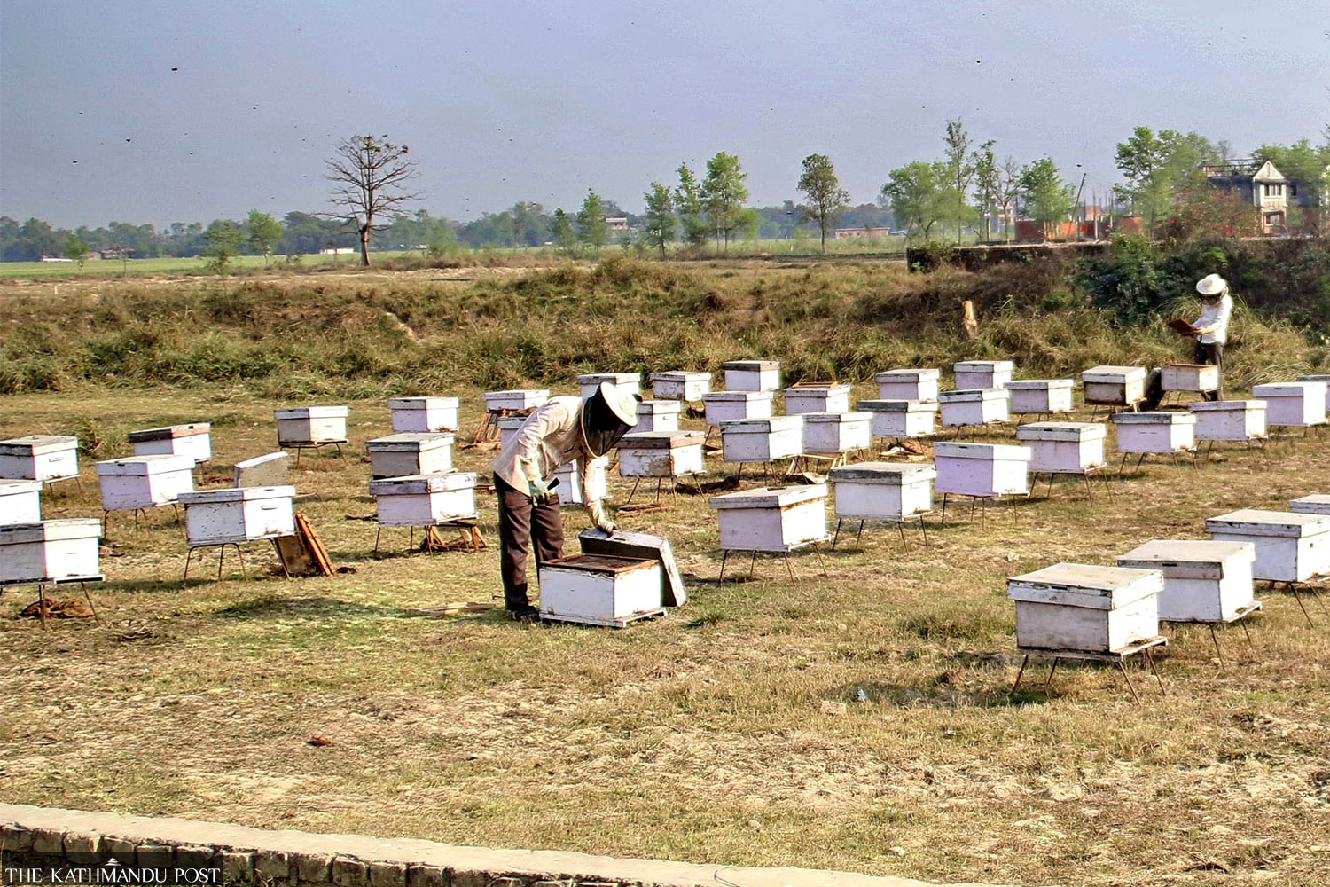 Poisoning from farm pesticides stuns beekeepers