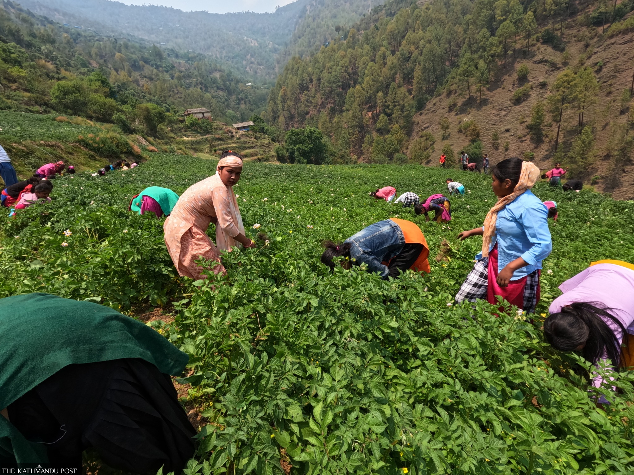 Some Rolpa schools are teaching students livelihood skills alongside ...