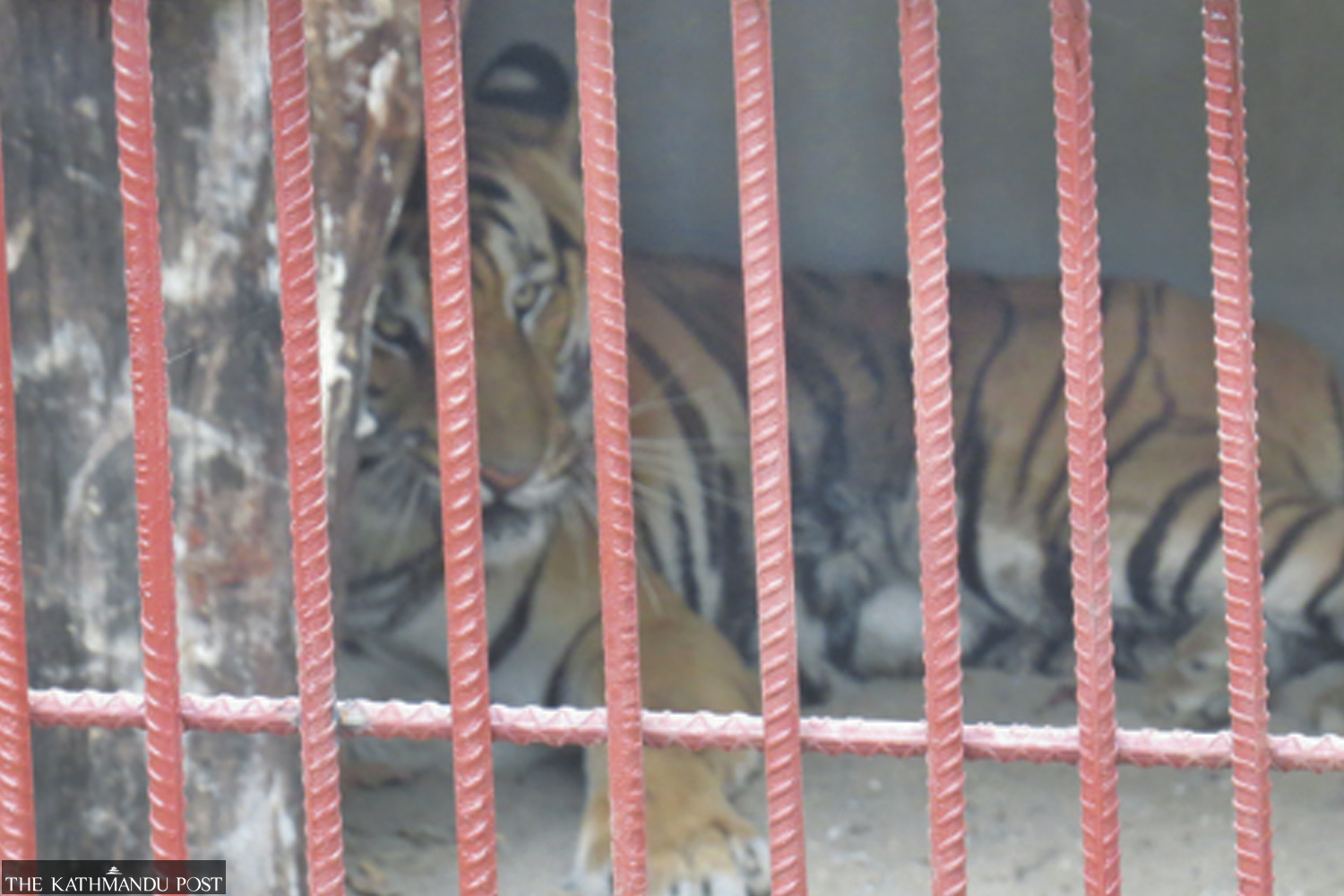 Chitwan National Park sets up tiger enclosures with observation towers ...