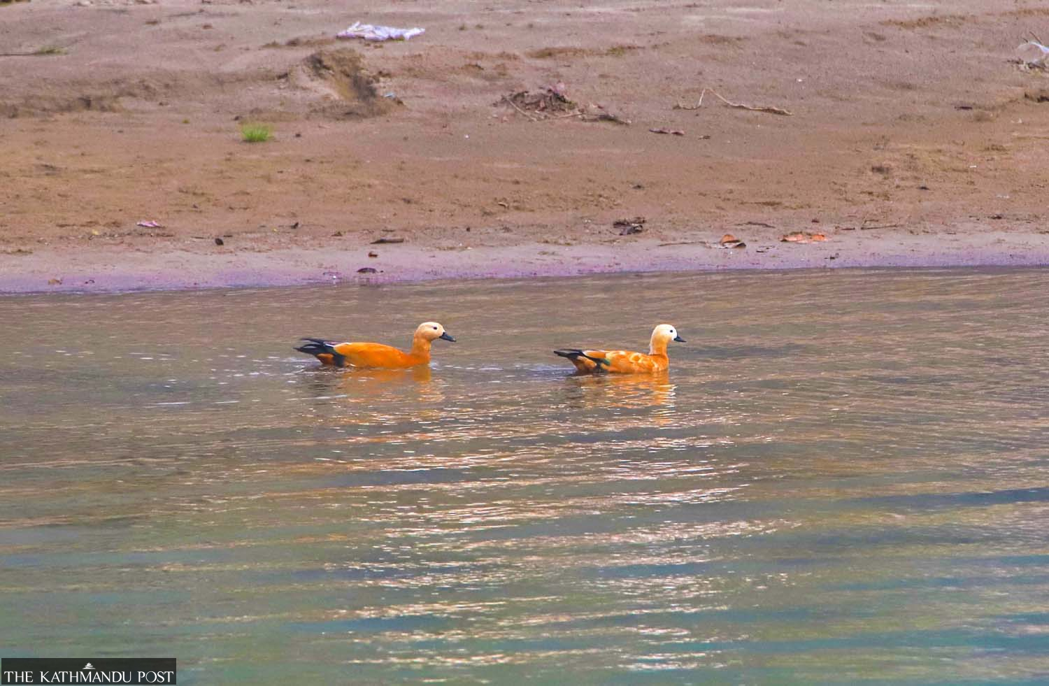 Birds face food shortage amid shrinking wetlands