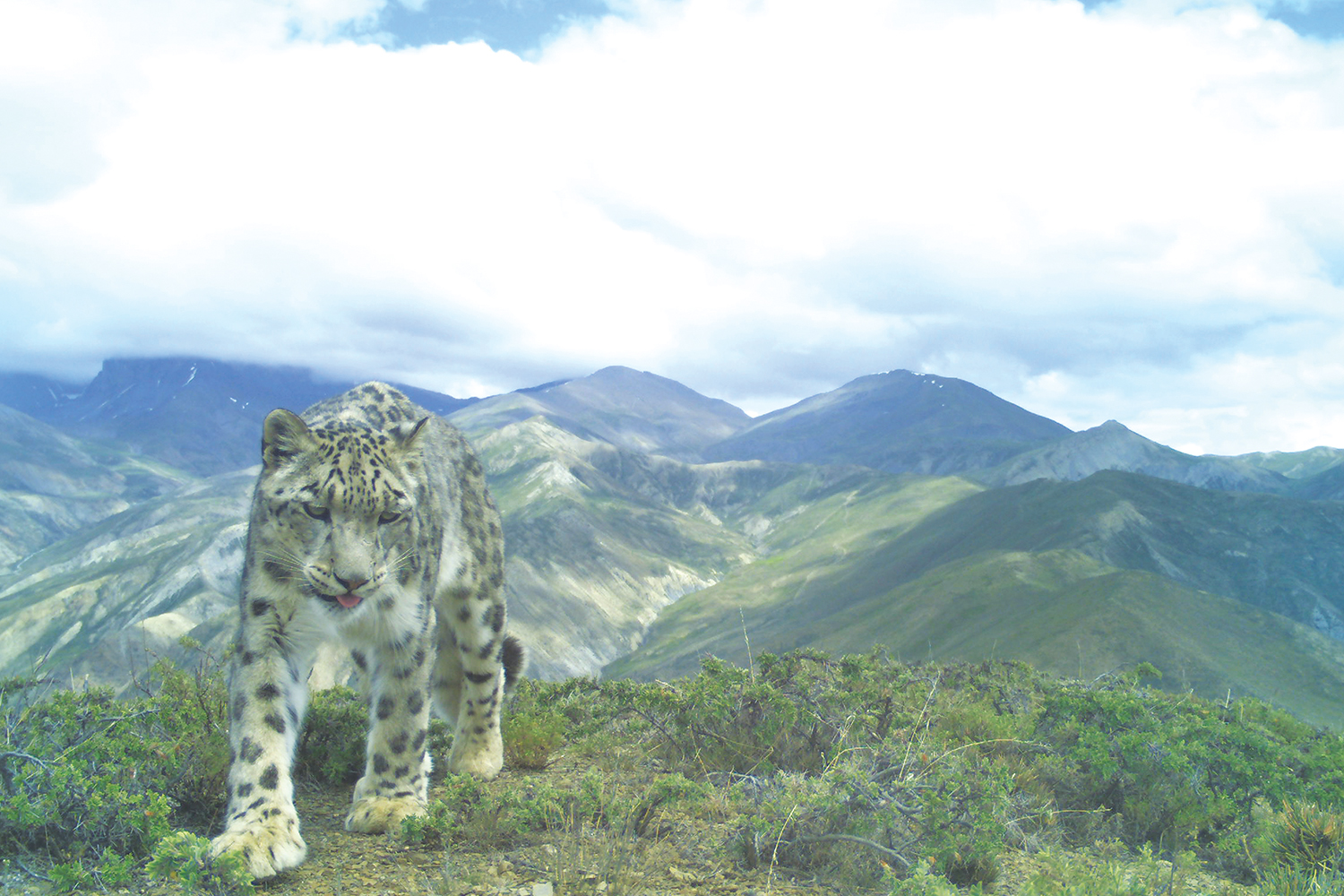 Ninety endangered snow leopards recorded in Shey-Phoksundo National Park