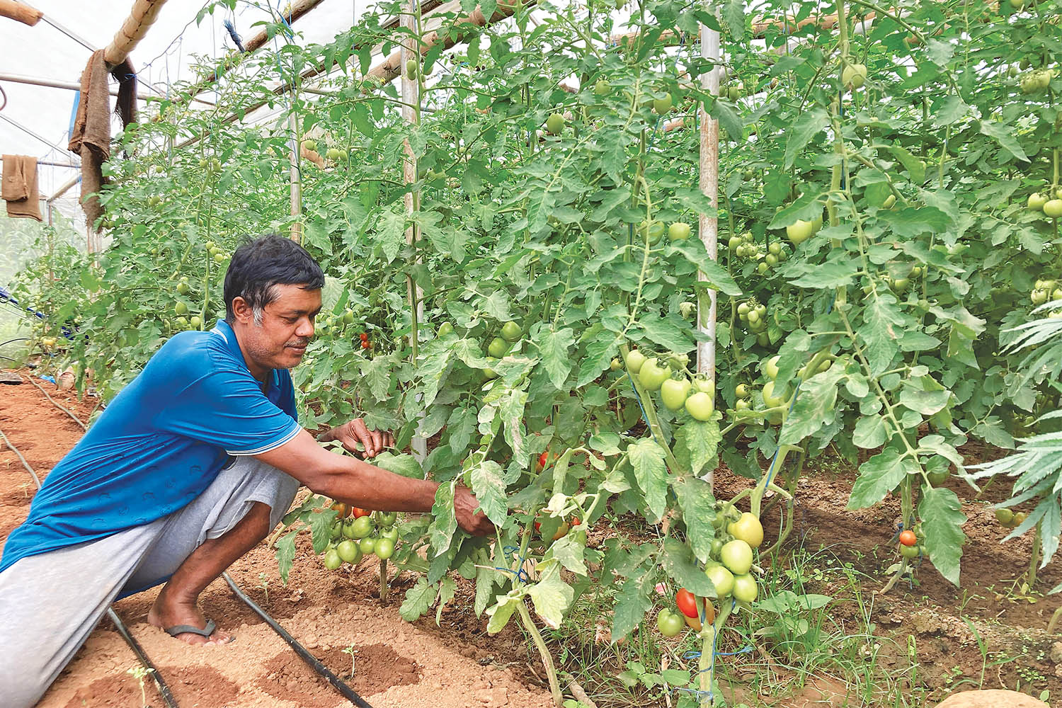 Tomato prices jump fourfold in Kathmandu Valley