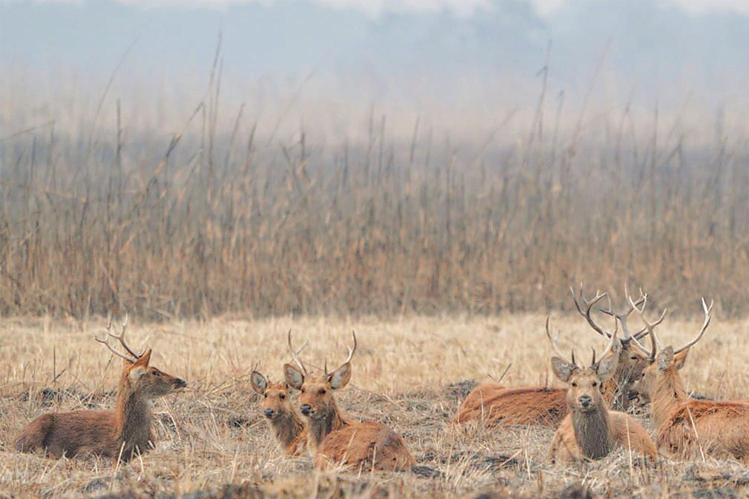 Shuklaphanta National Park ramps up grassland management to preserve ...