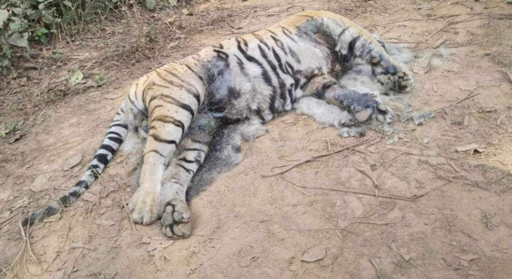 Tiger found dead in Nawalparasi (East)