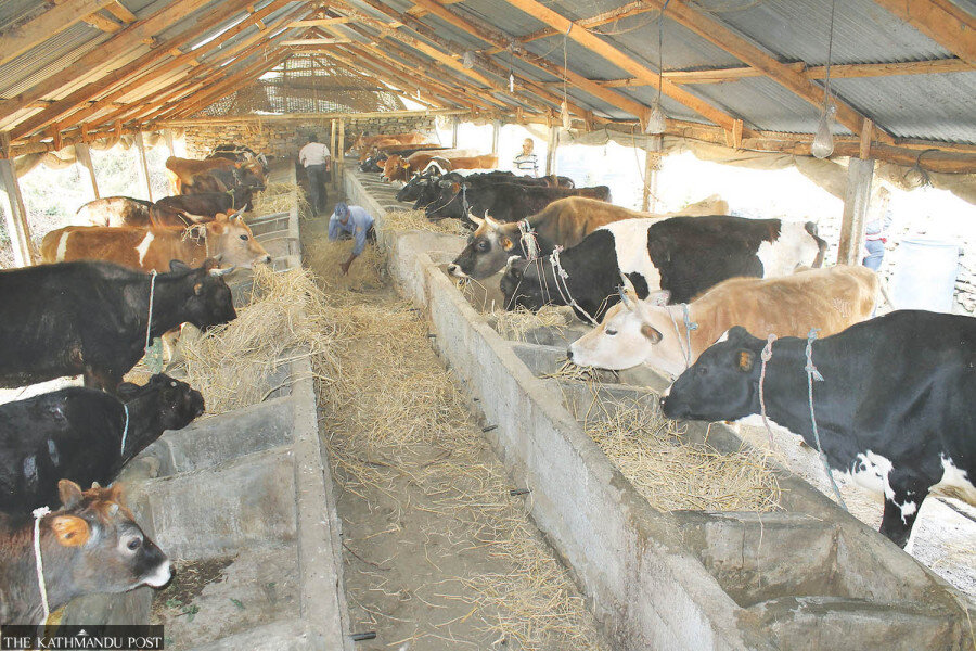 DDC gets Rs600 million credit to pay dairy farmers