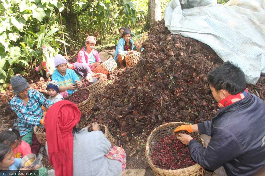 Large cardamom could be Nepal’s trade booster