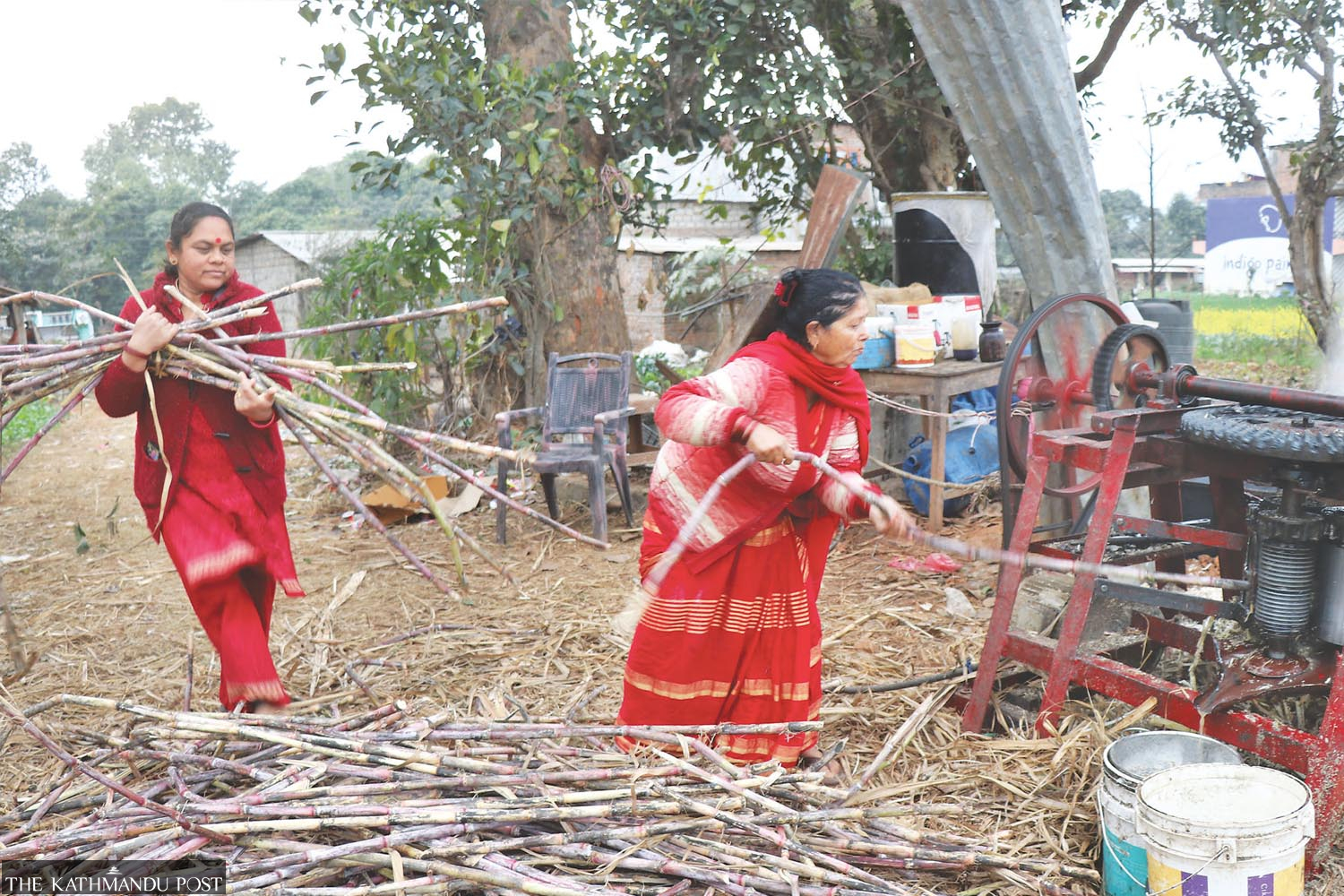Sugarcane farming makes a comeback in Rampur as jaggery demand rises