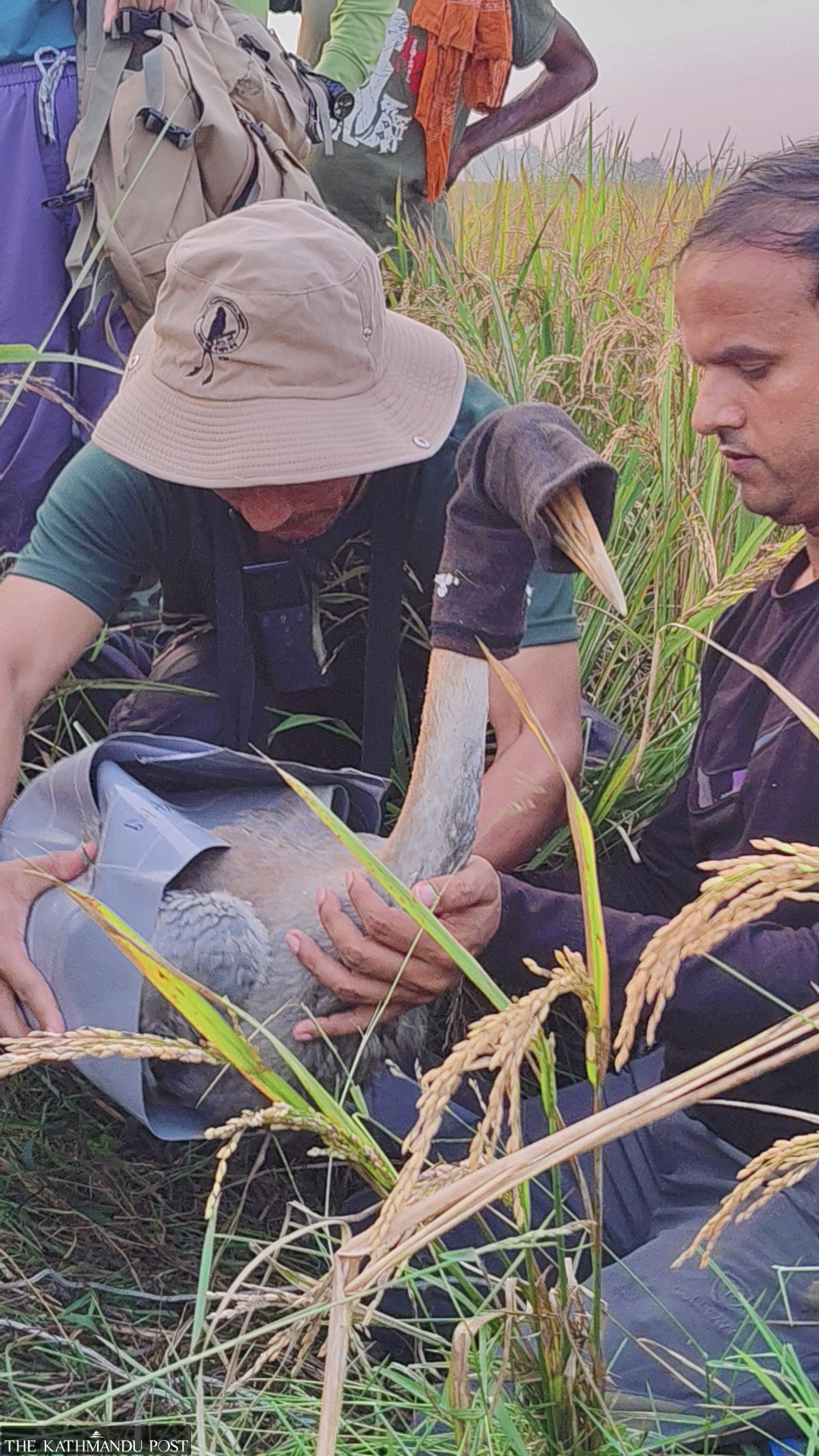 In Nepal’s first, rare sarus cranes fitted with satellite transmitters