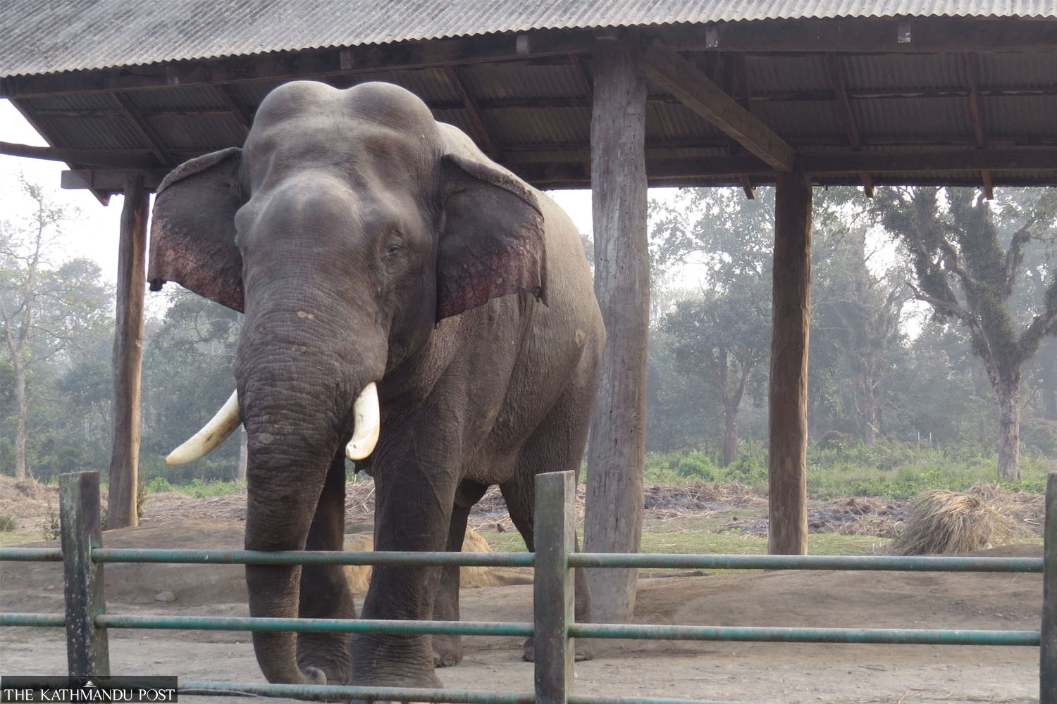 In Chitwan, unchecked human-wildlife conflict adds to conservation ...
