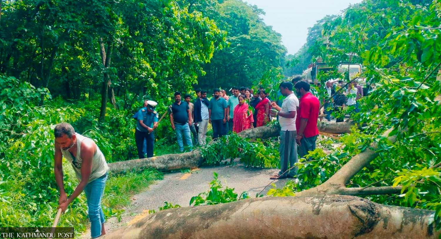 Highway trees turning into deadly traps for travellers