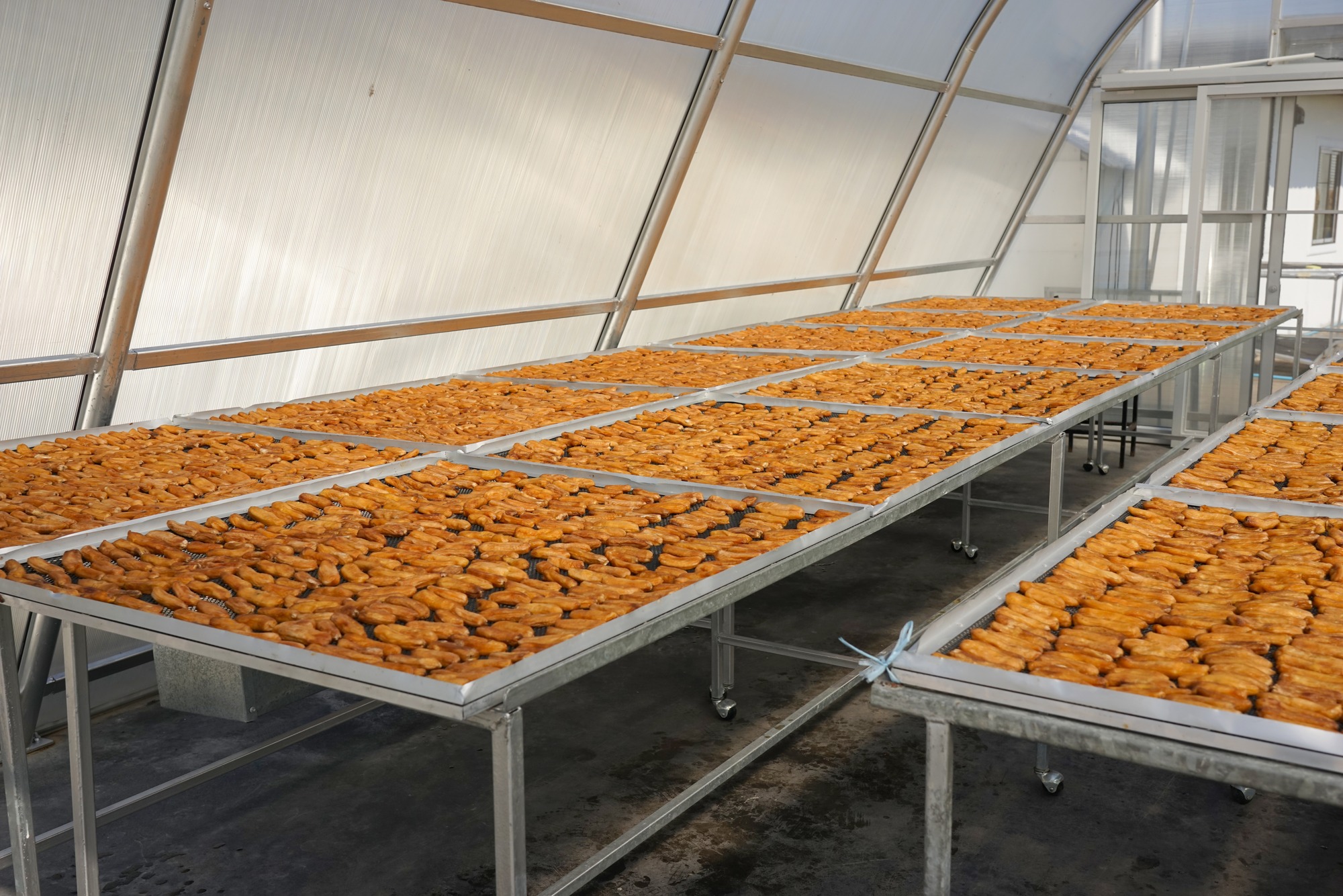 Solar drying for food security