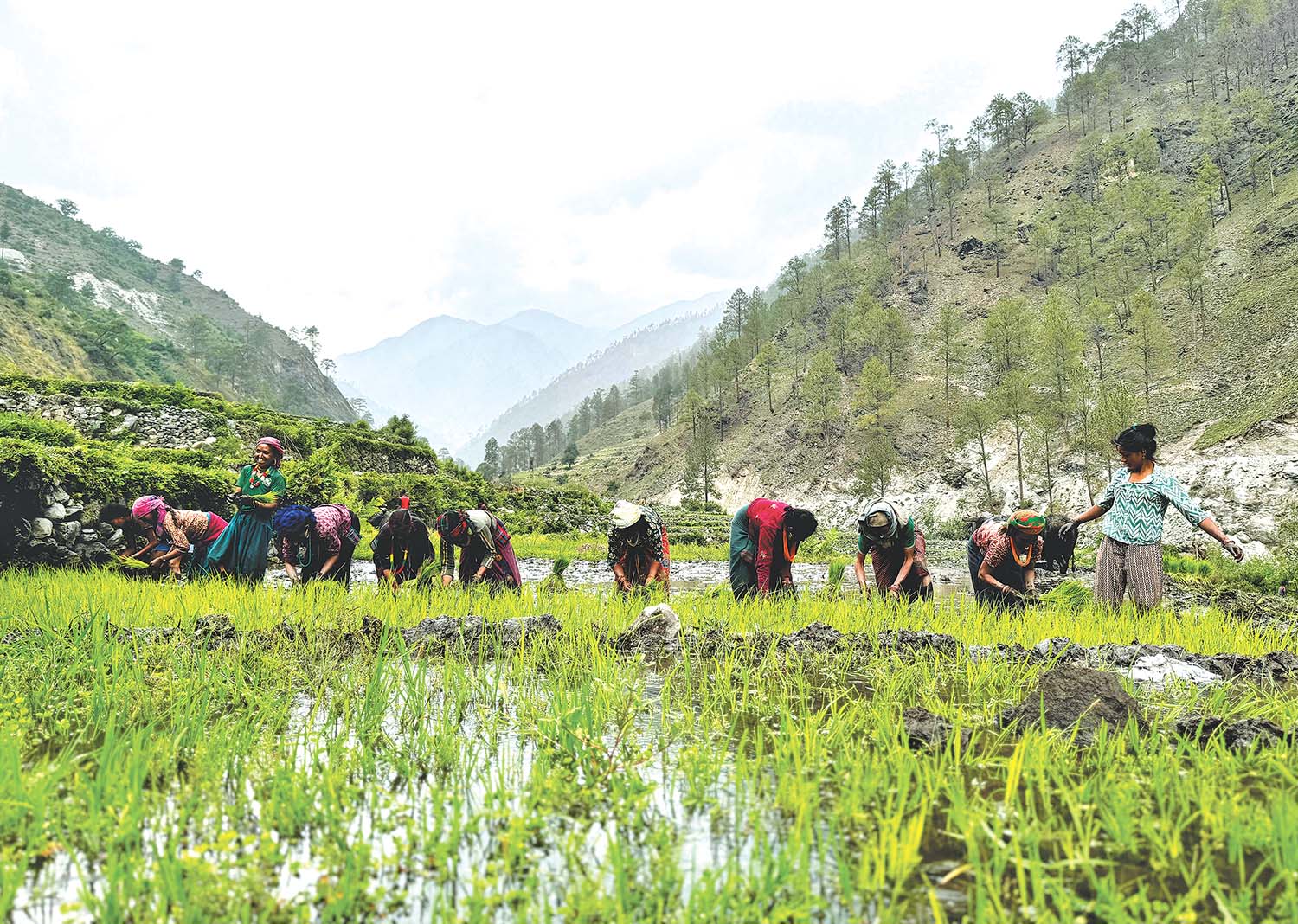 Paddy floor price for 2025-26 harvest goes up over 1 percent