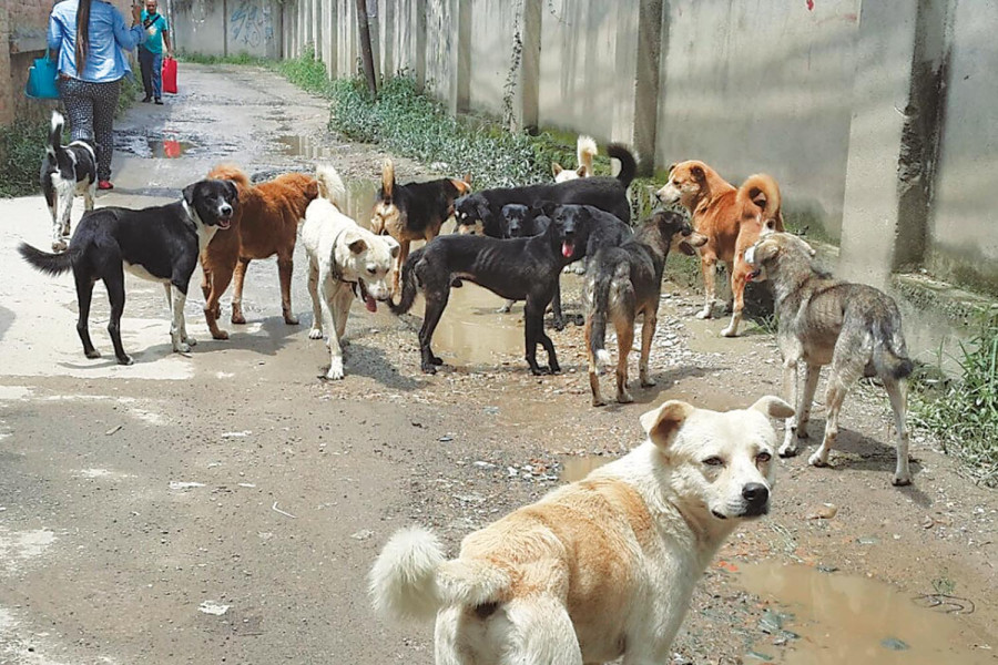 Kathmandu to sterilise over 10,000 street dogs this year