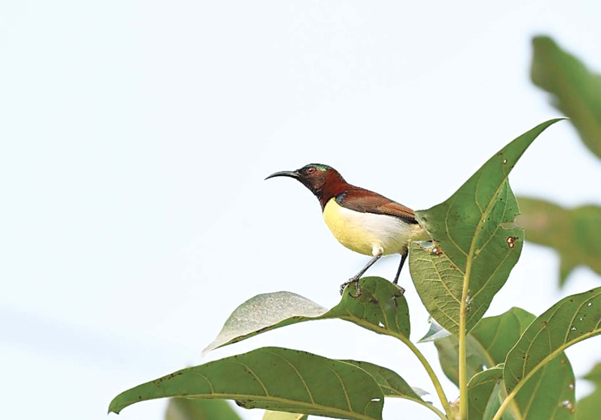 New sunbird species spotted in Nepal