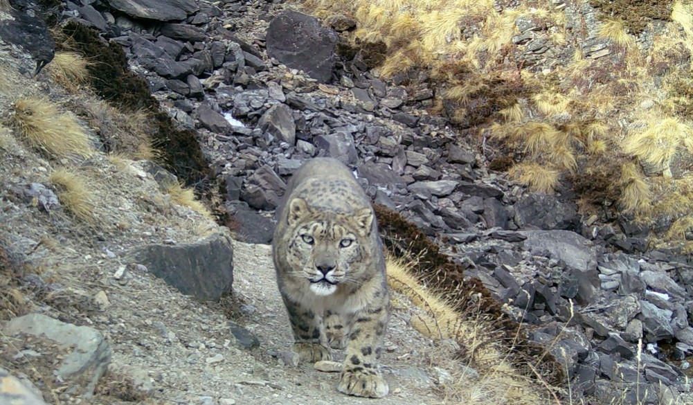 39 endangered snow leopards recorded in Humla